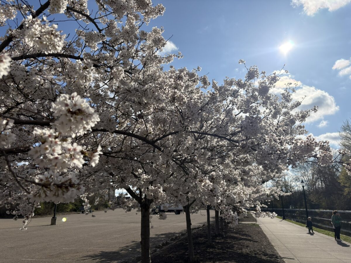 Towpath Cherry Blossoms Guide (Cuyahoga Valley National Park ...