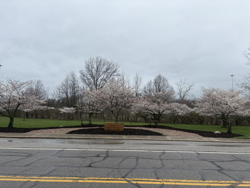 Brookside Reservation Cherry Blossoms Guide- OhioParkQuests